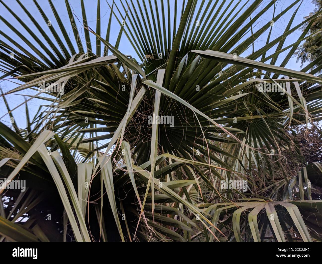Mexican Fan Palm (Washingtonia robusta) Plantae Stock Photo - Alamy