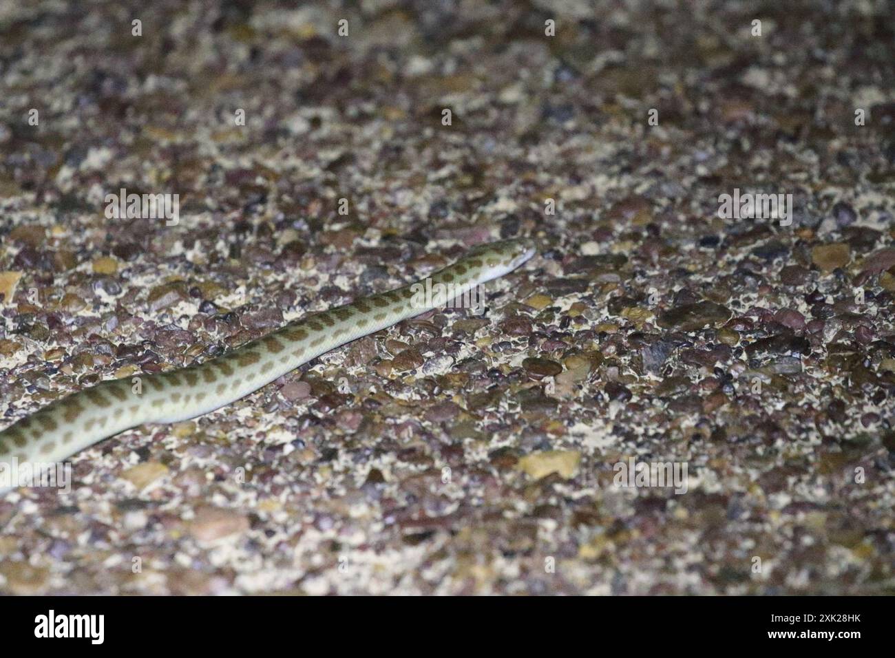 Children's Python (Antaresia childreni) Reptilia Stock Photo - Alamy