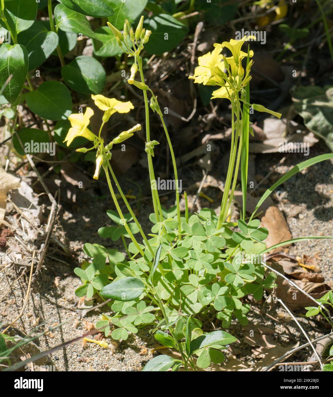 Bermuda buttercup (Oxalis pes-caprae) Plantae Stock Photo - Alamy