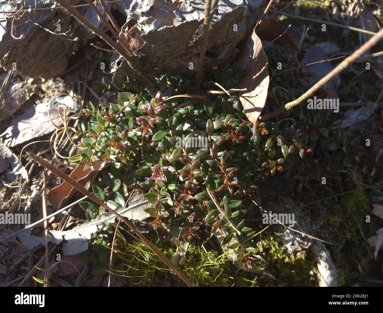 Illinois Pinweed (Lechea racemulosa) Plantae Stock Photo - Alamy