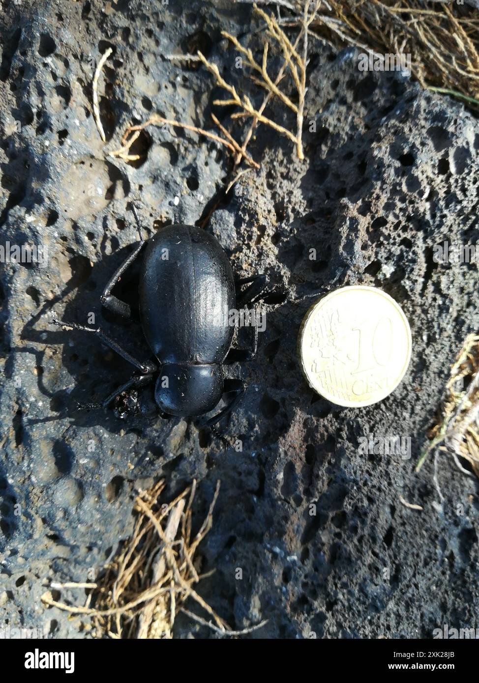 (Blaps gigas) Insecta Stock Photo - Alamy
