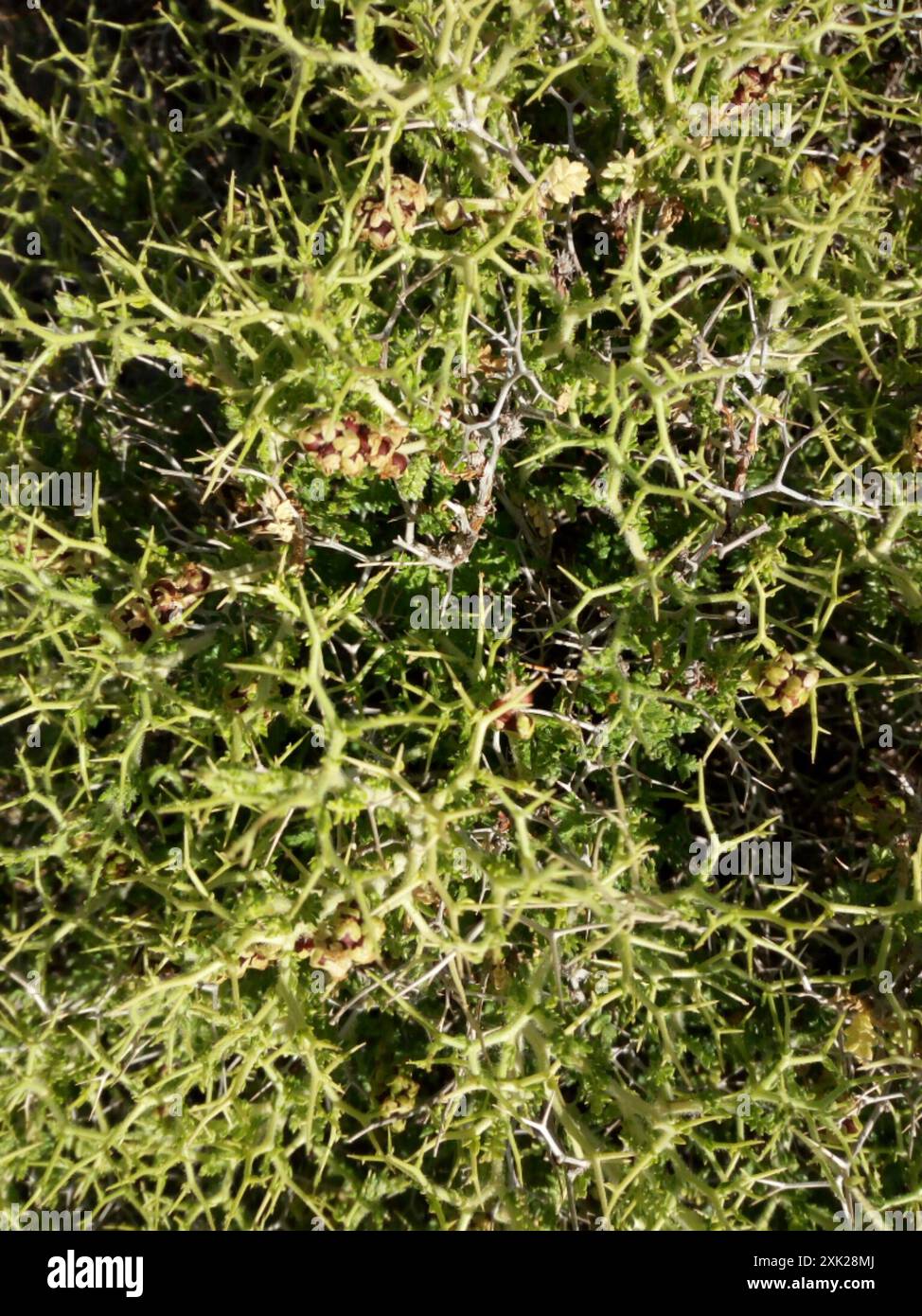 Spiny Burnet (Sarcopoterium spinosum) Plantae Stock Photo - Alamy