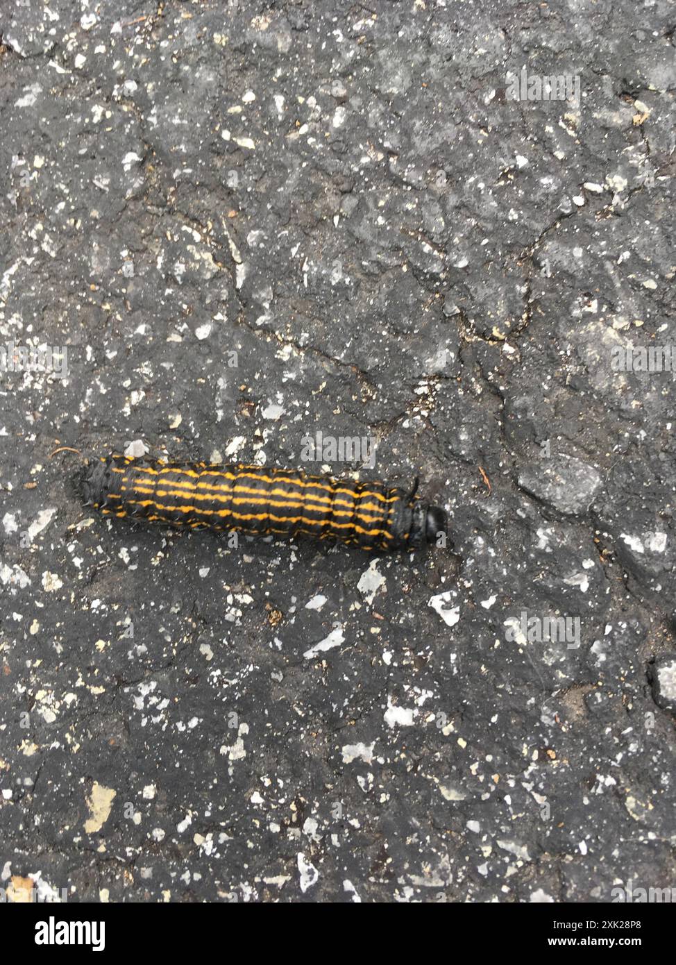 Orange-tipped Oakworm Moth (Anisota senatoria) Insecta Stock Photo - Alamy