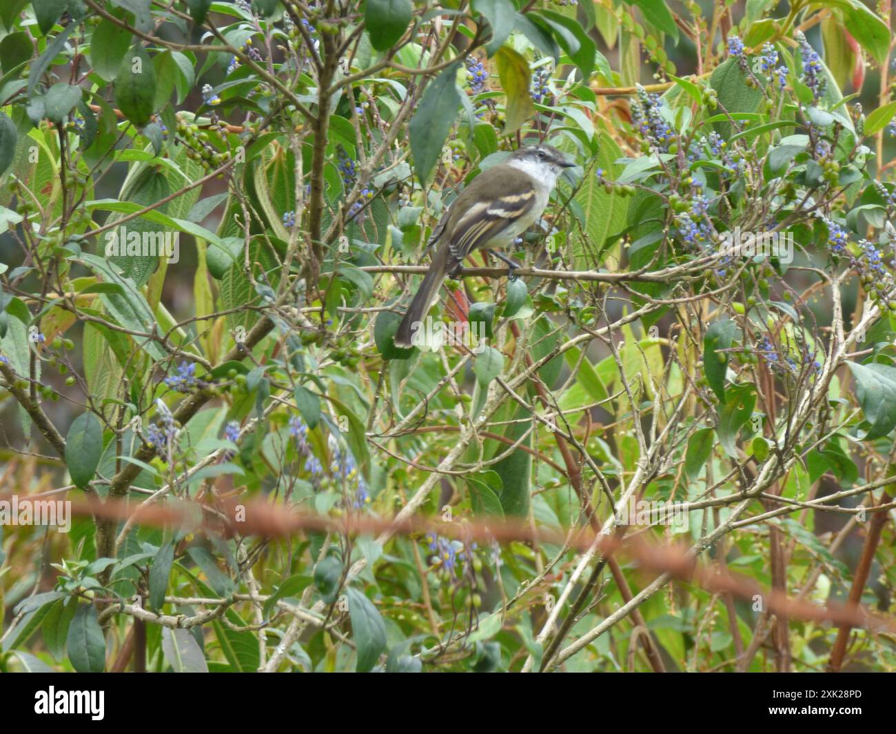 White-throated Tyrannulet (Mecocerculus leucophrys) Aves Stock Photo ...