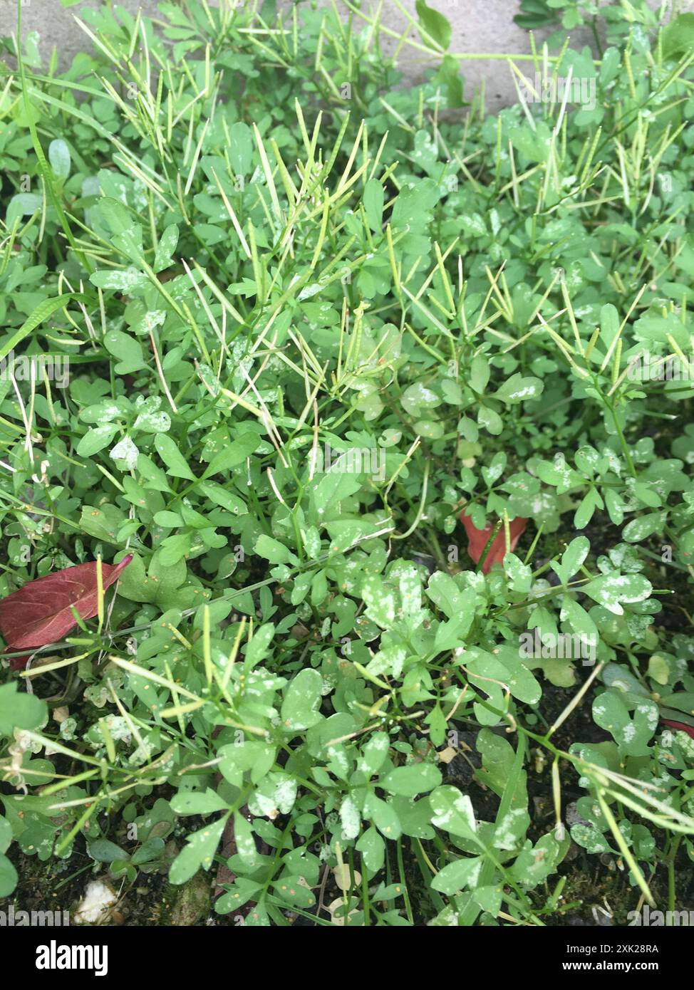Bittercresses and Toothworts (Cardamine) Plantae Stock Photo - Alamy