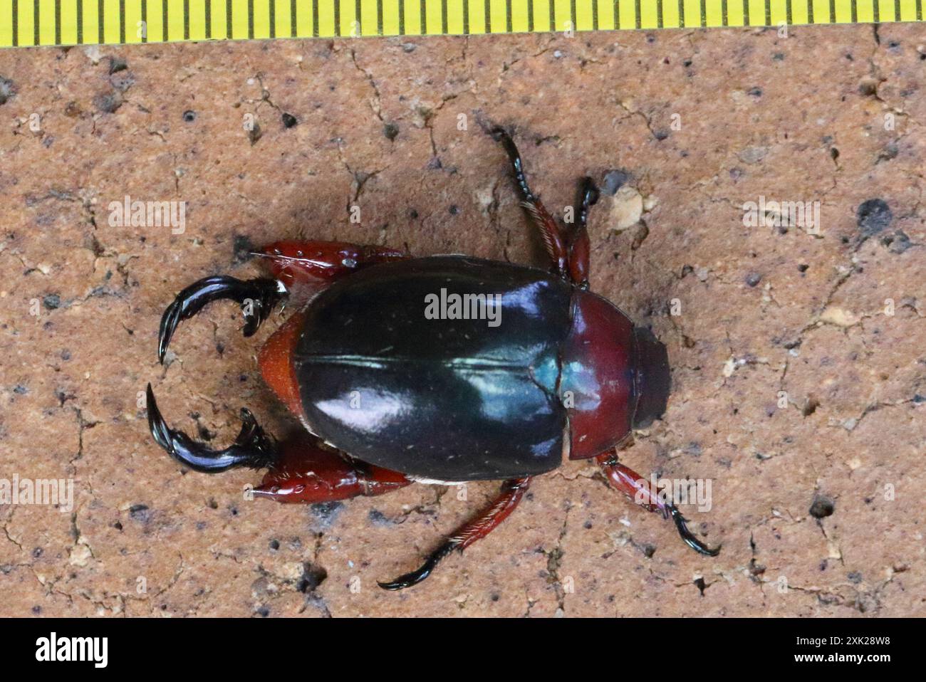 Black Nail Beetle (Repsimus manicatus) Insecta Stock Photo - Alamy