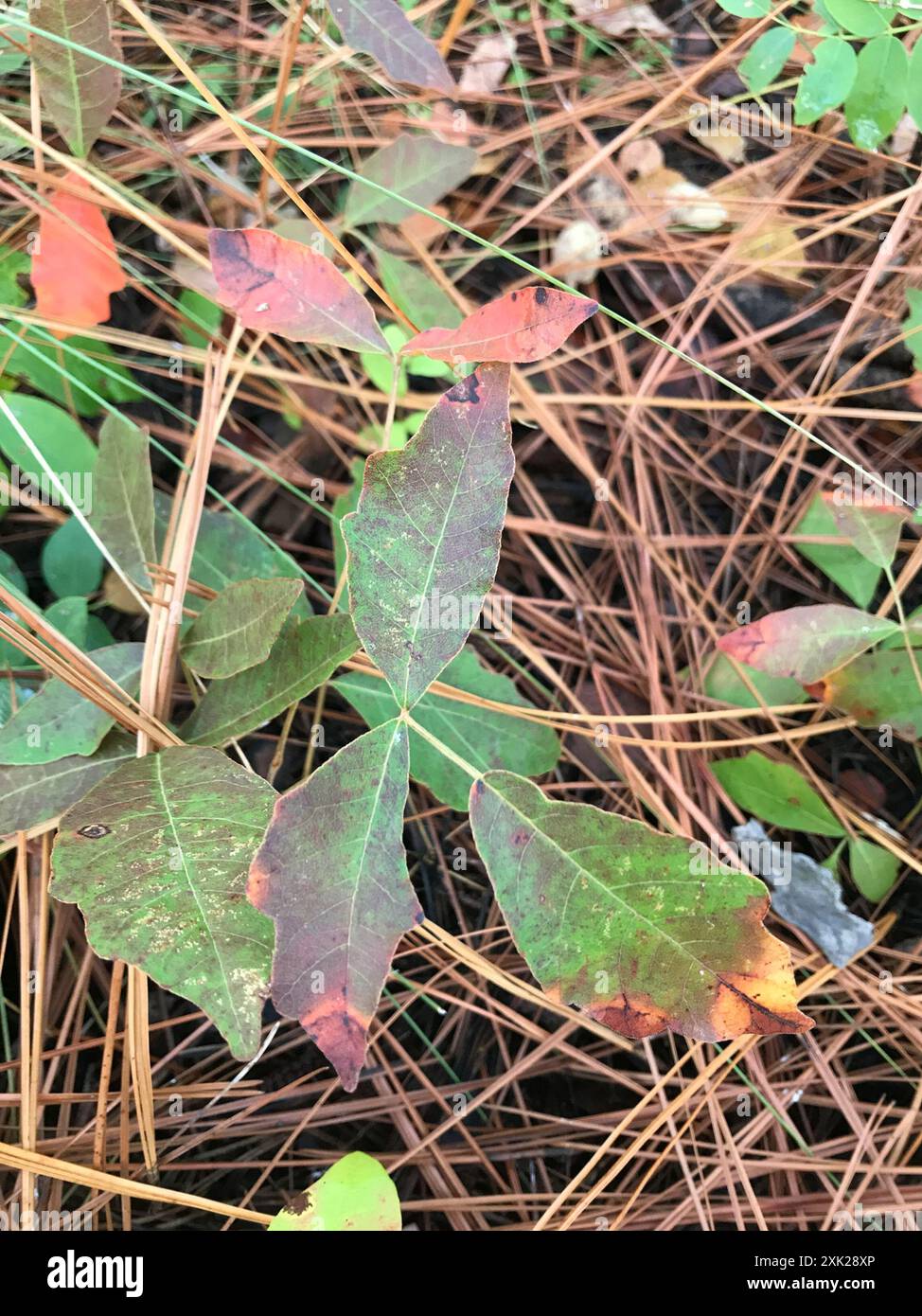 Atlantic poison oak (Toxicodendron pubescens) Plantae Stock Photo - Alamy