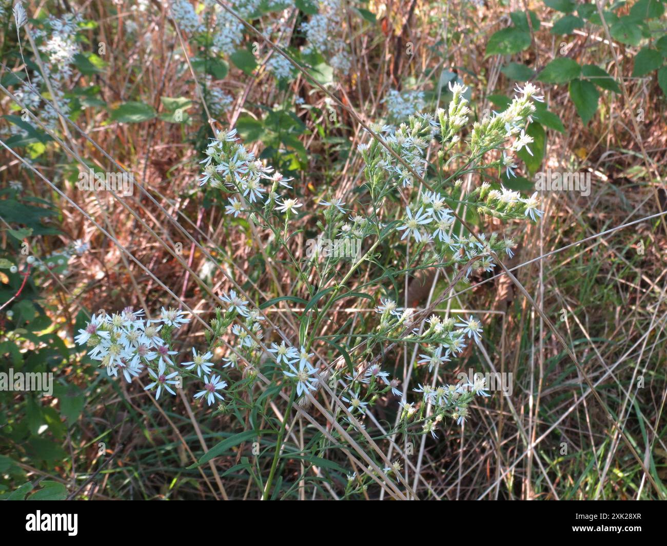 Arrow-leaved Aster (Symphyotrichum urophyllum) Plantae Stock Photo - Alamy