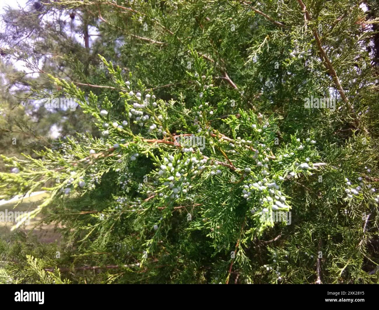 eastern redcedar (Juniperus virginiana) Plantae Stock Photo - Alamy