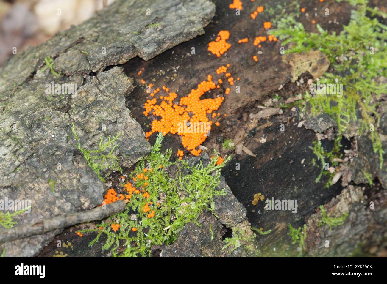 true slime molds (Myxomycetes) Protozoa Stock Photo - Alamy