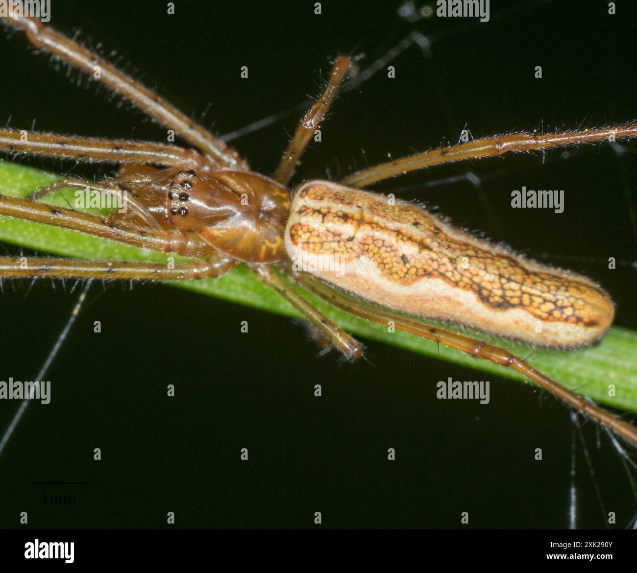 Stretch Spiders (Tetragnatha) Arachnida Stock Photo - Alamy