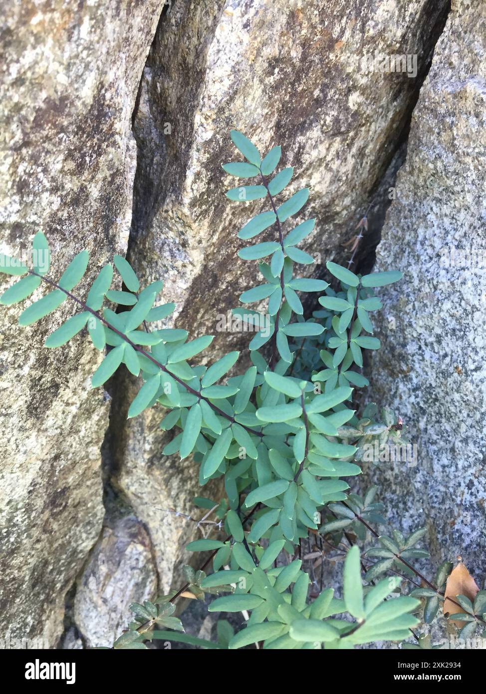 Wright's cliffbrake (Pellaea wrightiana) Plantae Stock Photo - Alamy