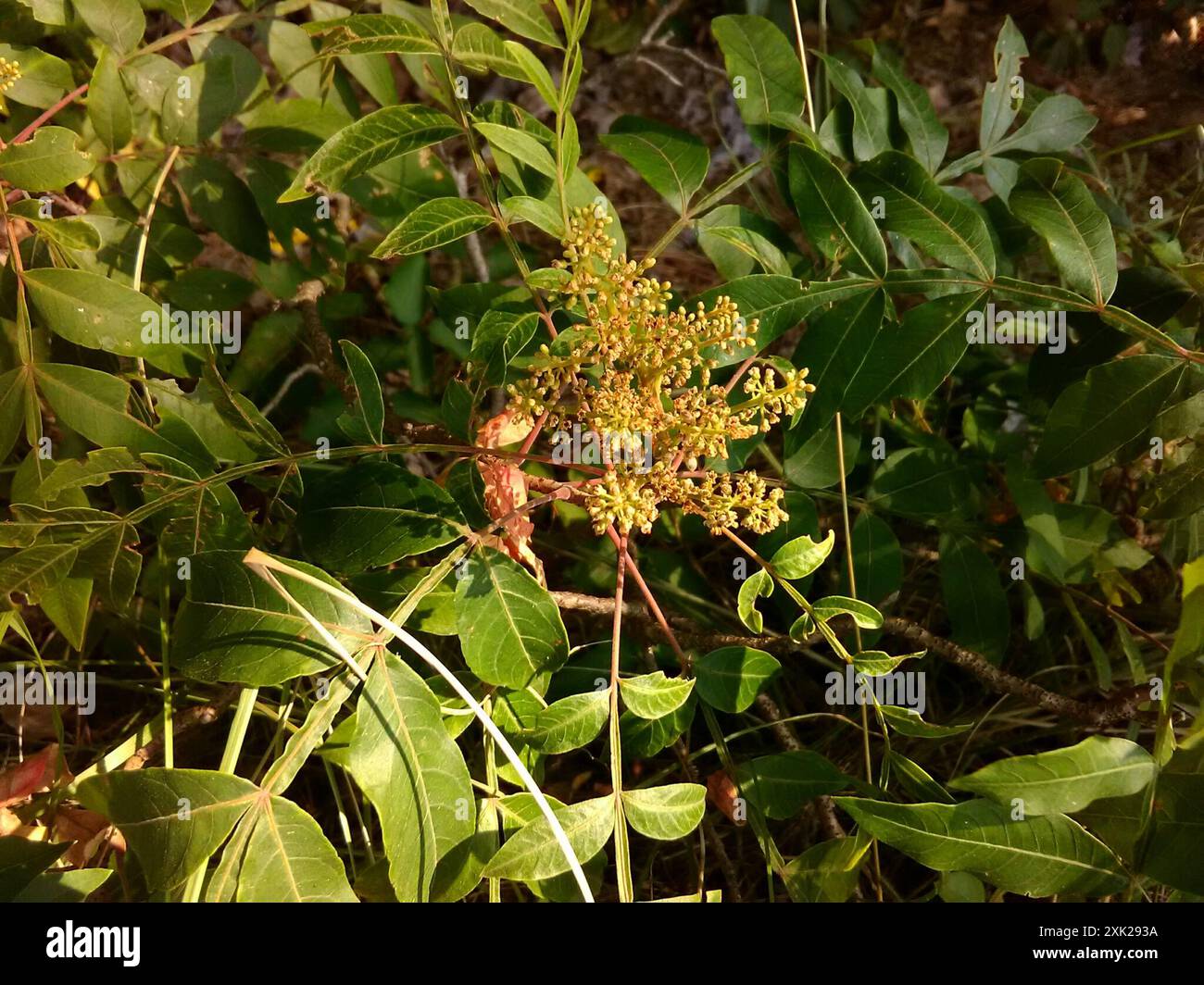 shining sumac (Rhus copallinum) Plantae Stock Photo - Alamy