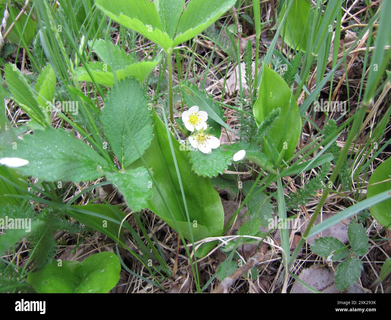 Virginia strawberry (Fragaria virginiana) Plantae Stock Photo - Alamy