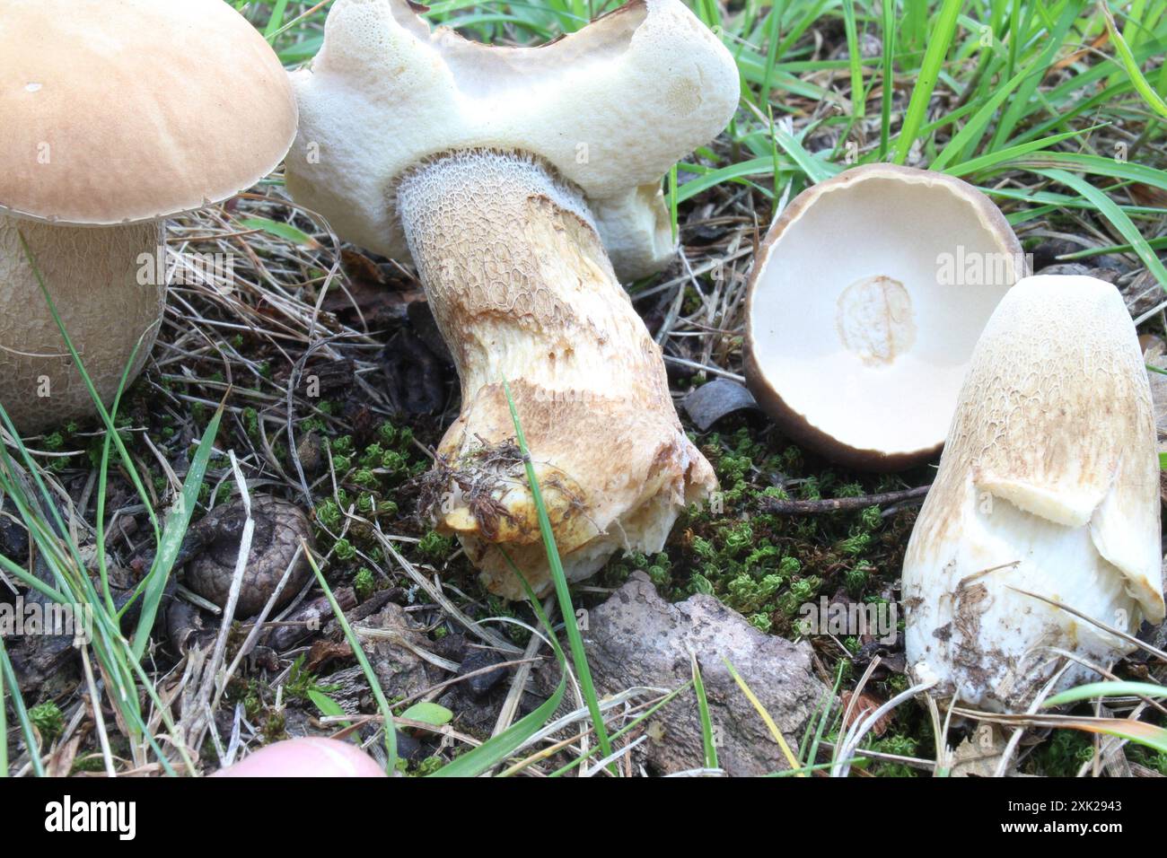 (Boletus variipes) Fungi Stock Photo - Alamy