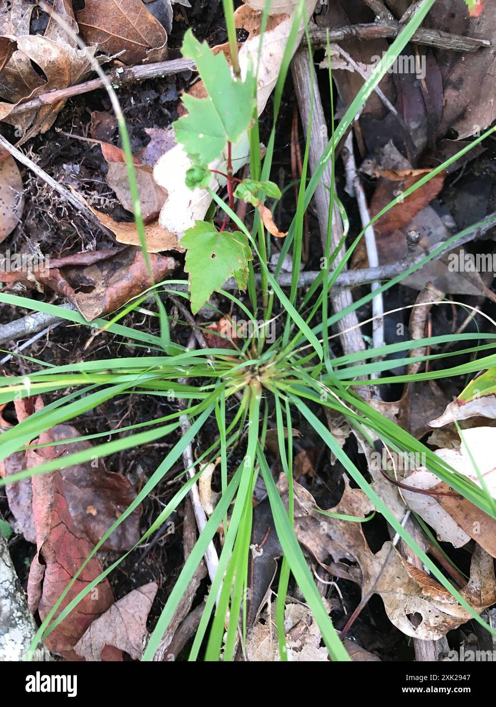 Flattened Oatgrass (Danthonia compressa) Plantae Stock Photo - Alamy