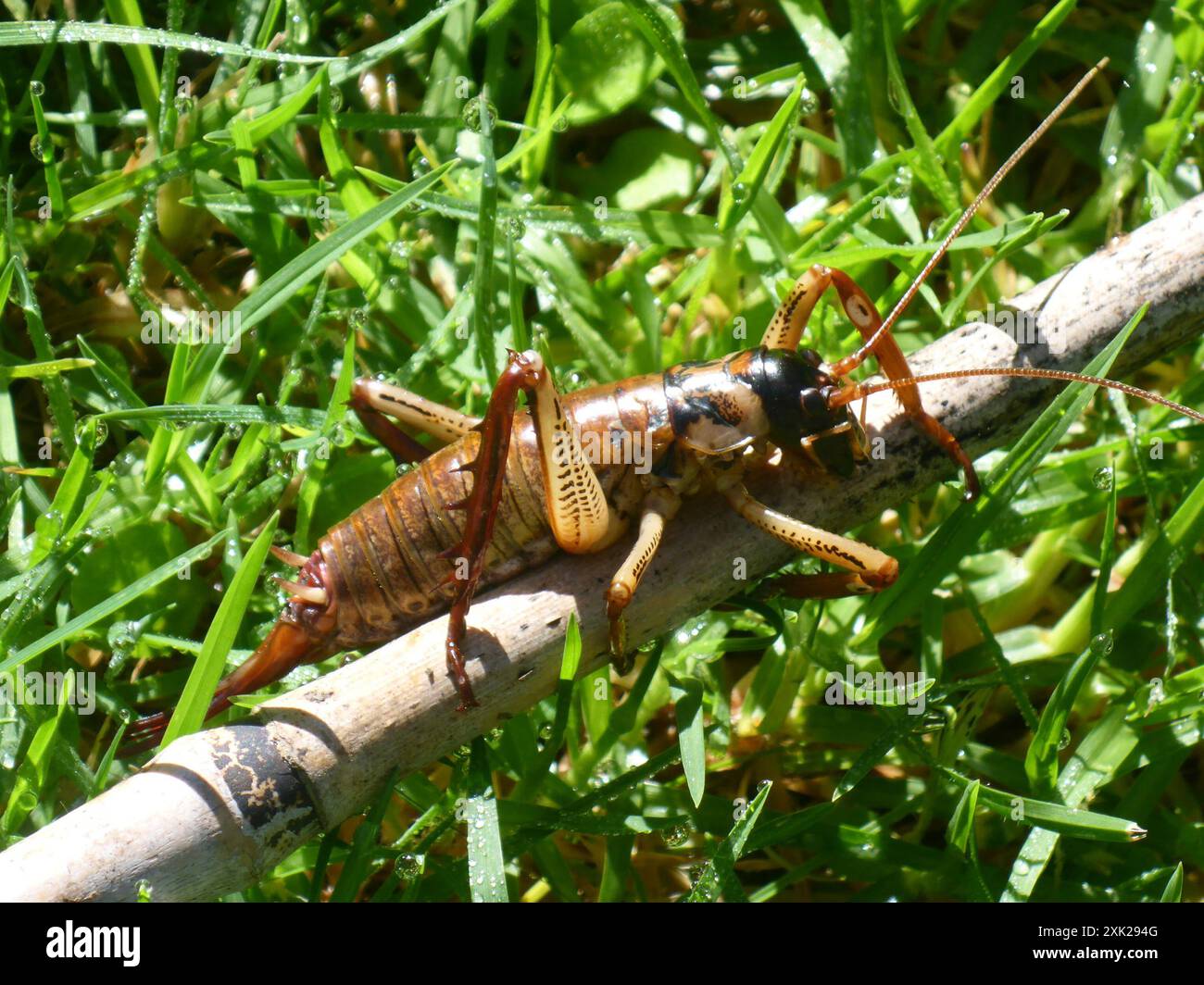 Auckland Tree Weta (Hemideina thoracica) Insecta Stock Photo - Alamy