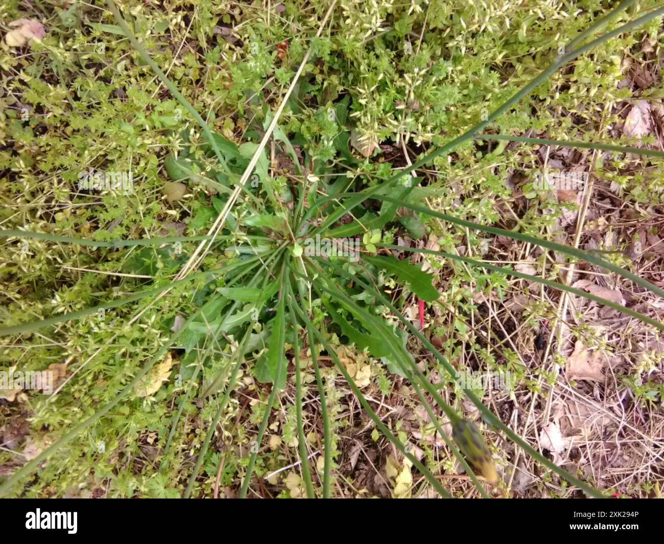 Smooth Cat's Ear (Hypochaeris glabra) Plantae Stock Photo - Alamy