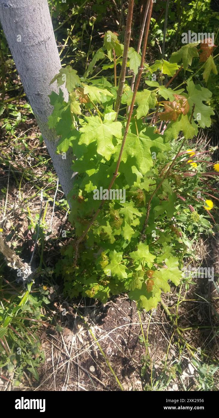 bigtooth maple (Acer grandidentatum) Plantae Stock Photo - Alamy