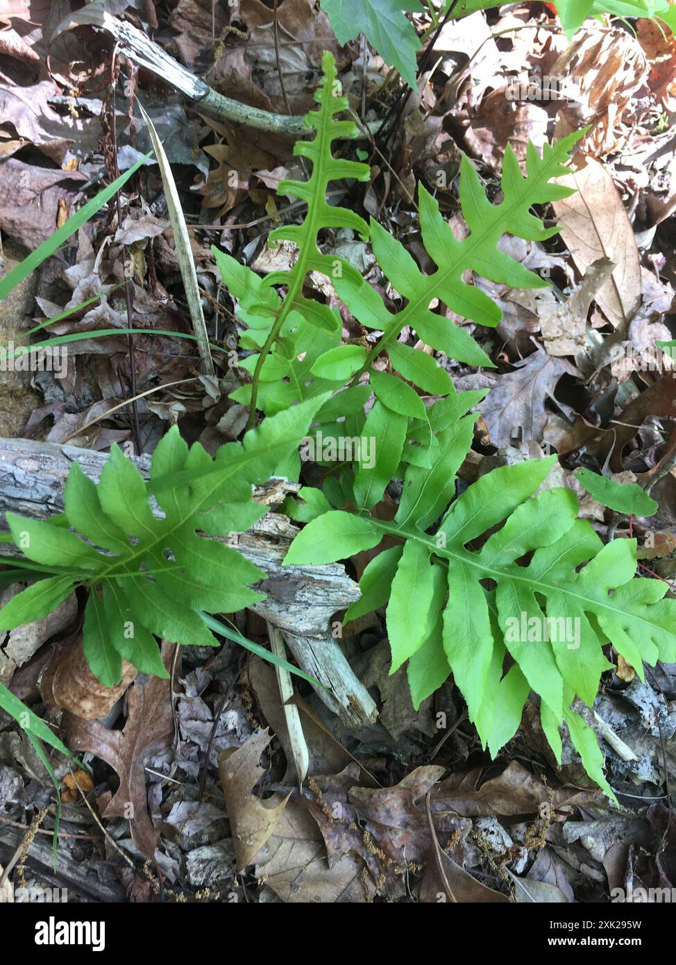 netted chain fern (Woodwardia areolata) Plantae Stock Photo - Alamy