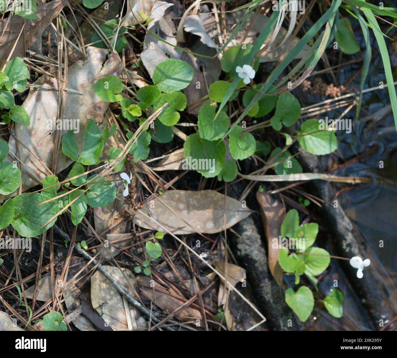 primrose-leaved violet (Viola primulifolia) Plantae Stock Photo - Alamy