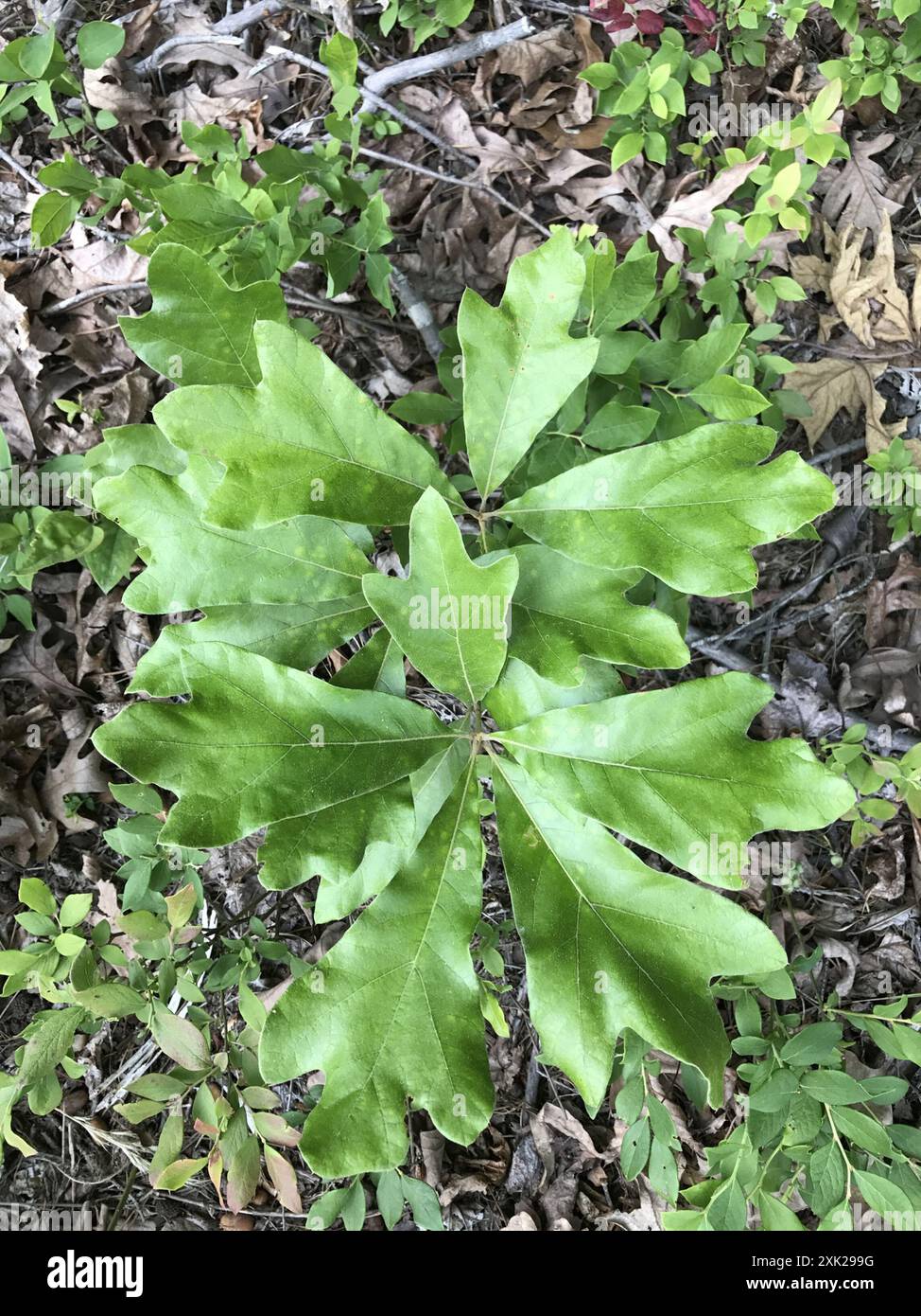 southern red oak (Quercus falcata) Plantae Stock Photo - Alamy