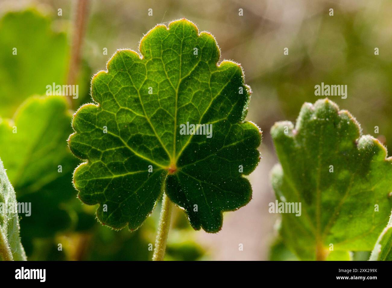 littleleaf alumroot (Heuchera parvifolia) Plantae Stock Photo - Alamy