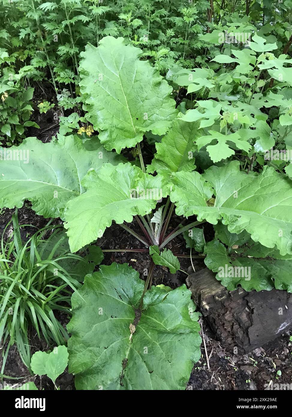 lesser burdock (Arctium minus) Plantae Stock Photo - Alamy
