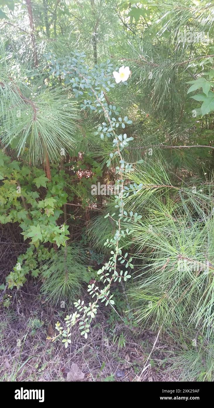 Macartney's rose (Rosa bracteata) Plantae Stock Photo - Alamy