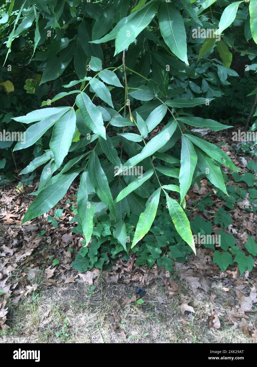 bitternut hickory (Carya cordiformis) Plantae Stock Photo - Alamy