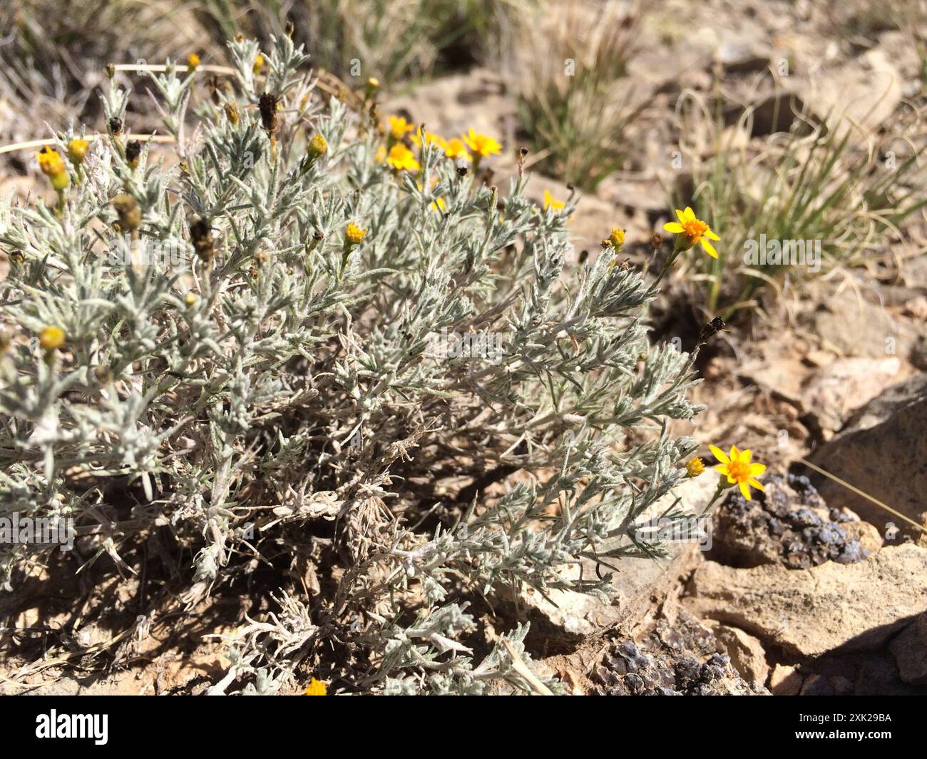 (Thymophylla setifolia greggii) Plantae Stock Photo - Alamy