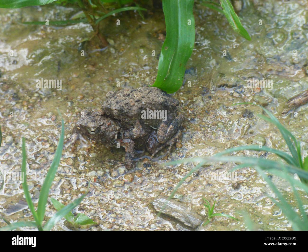 Túngara Frog (Engystomops pustulosus) Amphibia Stock Photo - Alamy