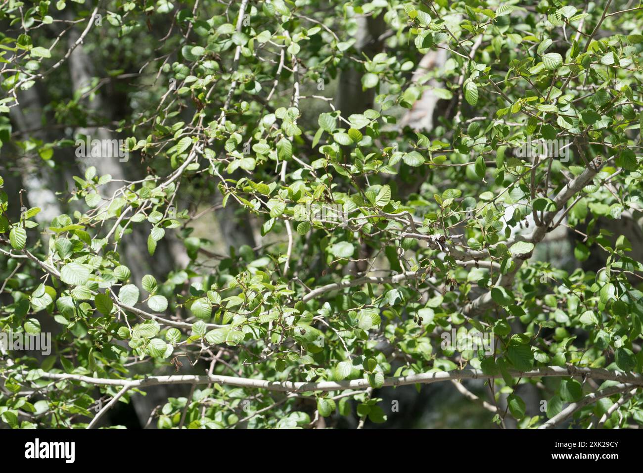 white alder (Alnus rhombifolia) Plantae Stock Photo - Alamy