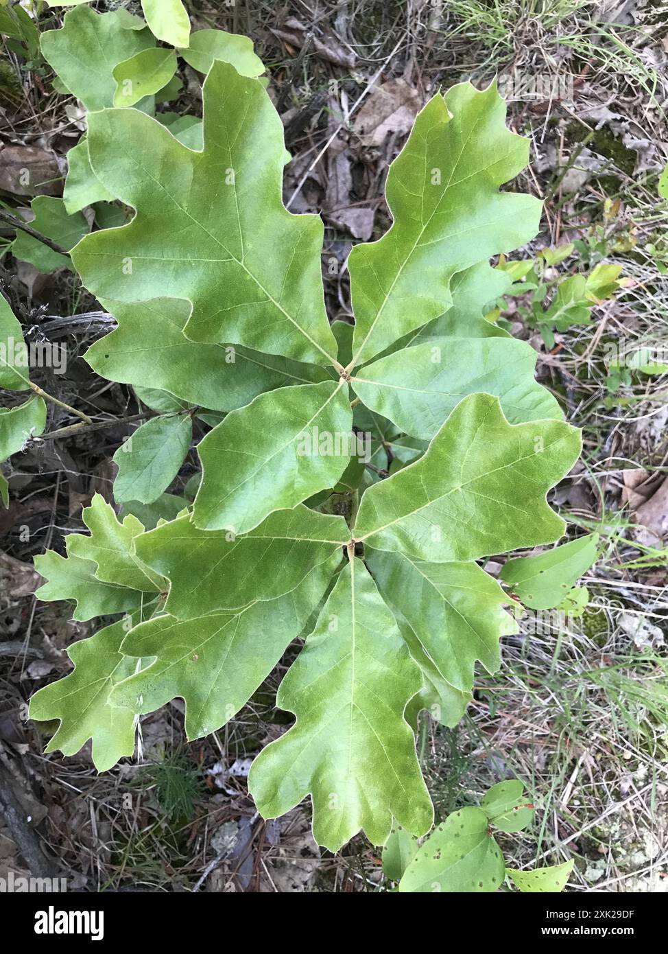 southern red oak (Quercus falcata) Plantae Stock Photo - Alamy