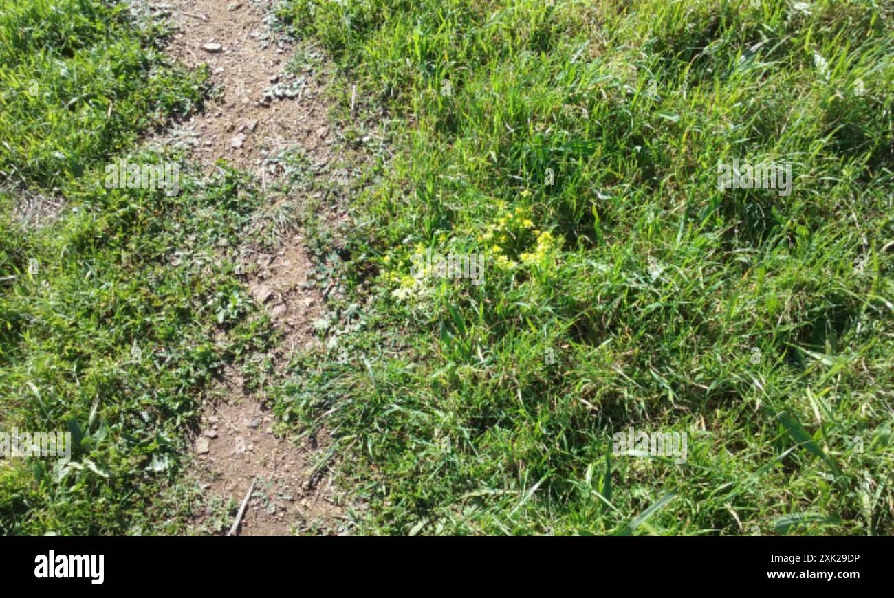 Footsteps of spring (Sanicula arctopoides) Plantae Stock Photo - Alamy