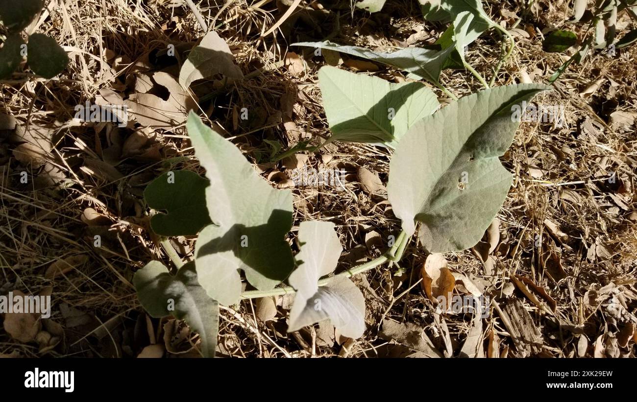 Buffalo Gourd (Cucurbita foetidissima) Plantae Stock Photo - Alamy