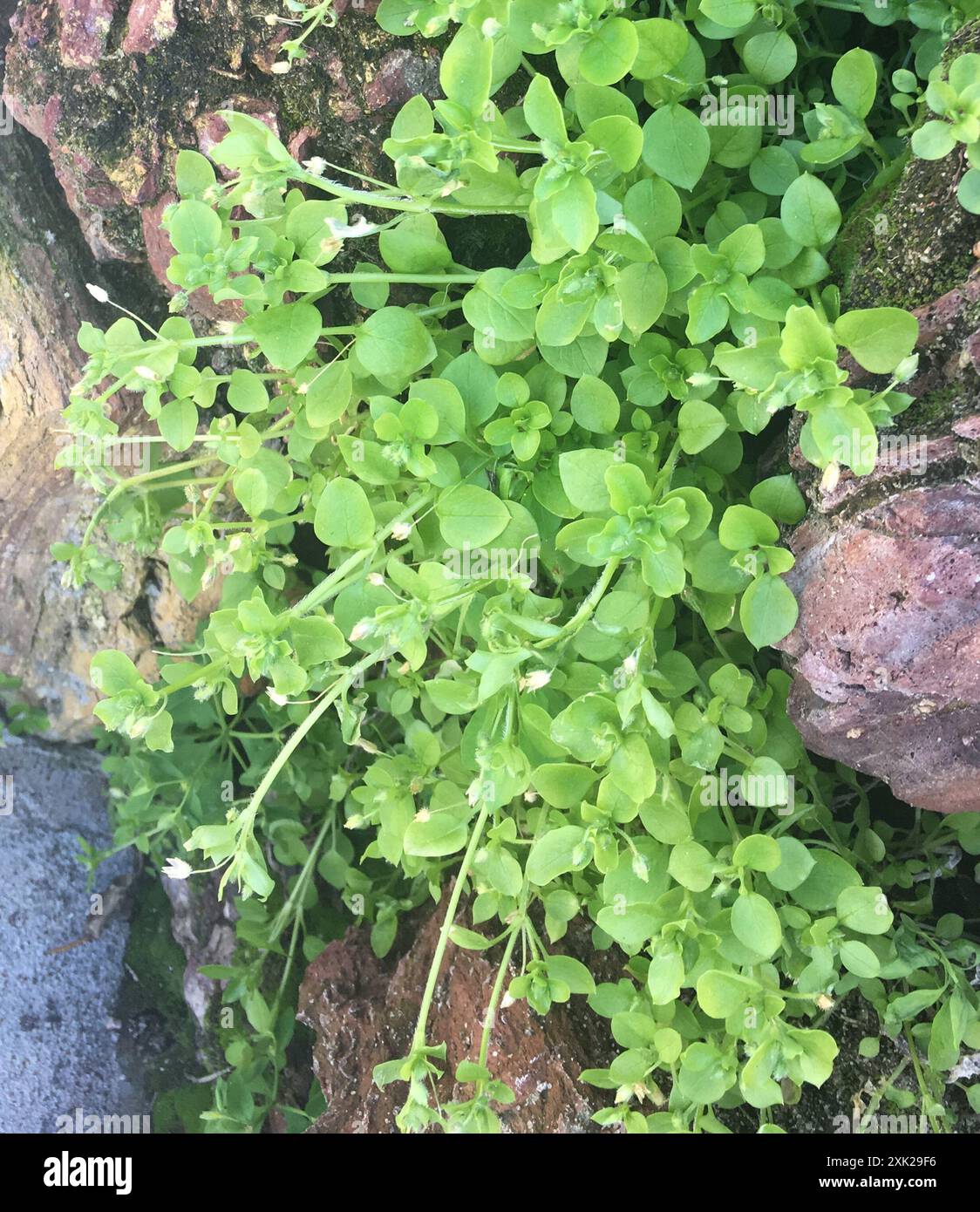 chickweeds (Stellaria) Plantae Stock Photo - Alamy