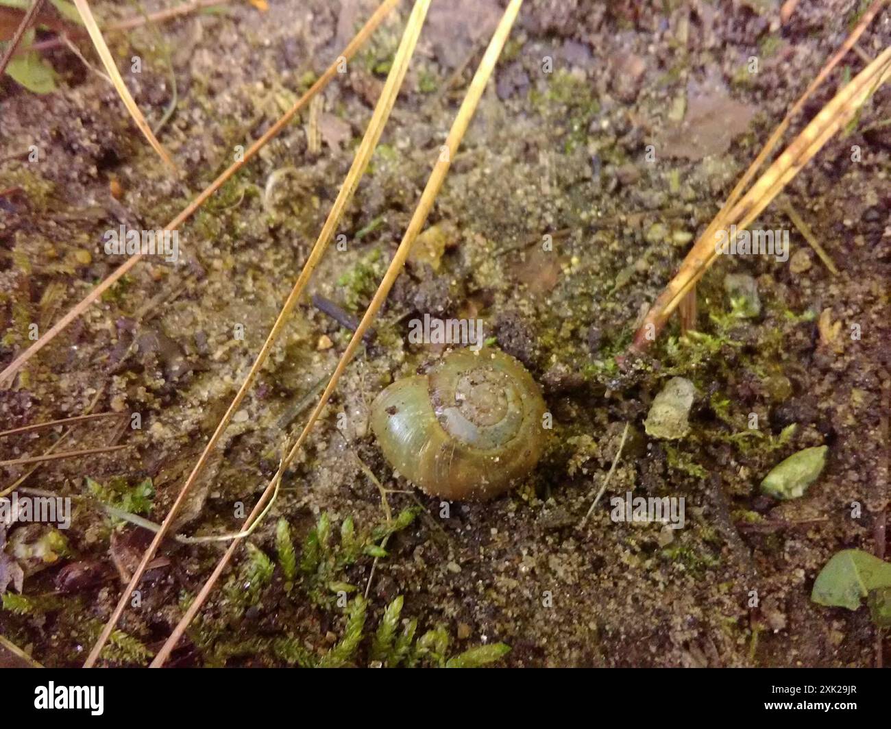 Gray-foot Lancetooth Snail (Haplotrema concavum) Mollusca Stock Photo - Alamy