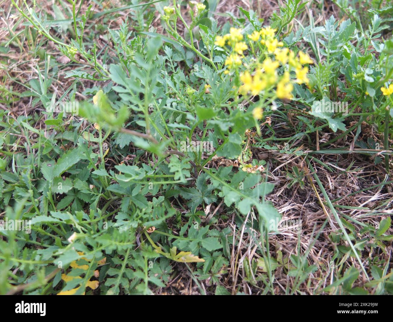 Creeping Yellowcress (Rorippa sylvestris) Plantae Stock Photo - Alamy