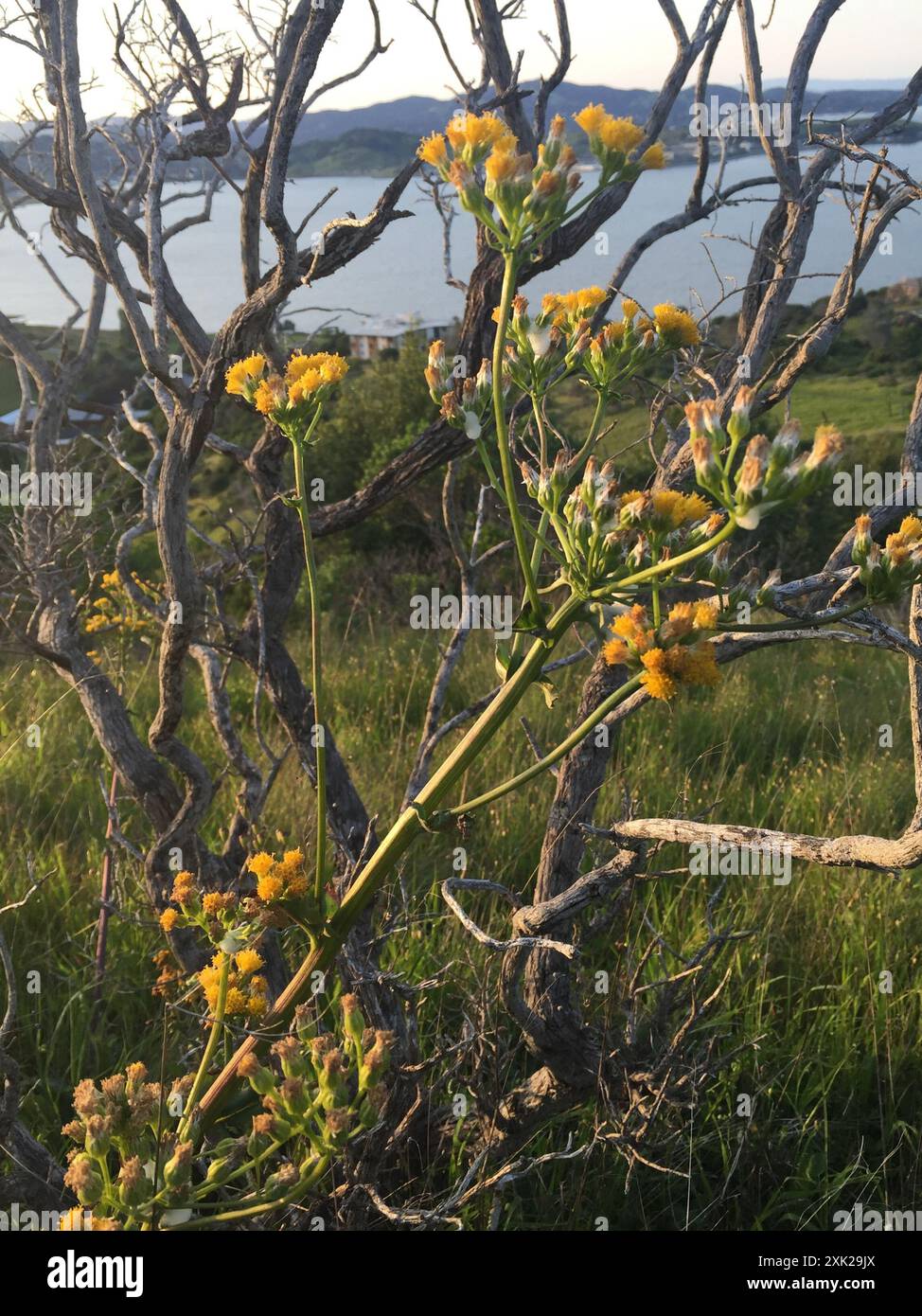rayless ragwort (Senecio aronicoides) Plantae Stock Photo - Alamy