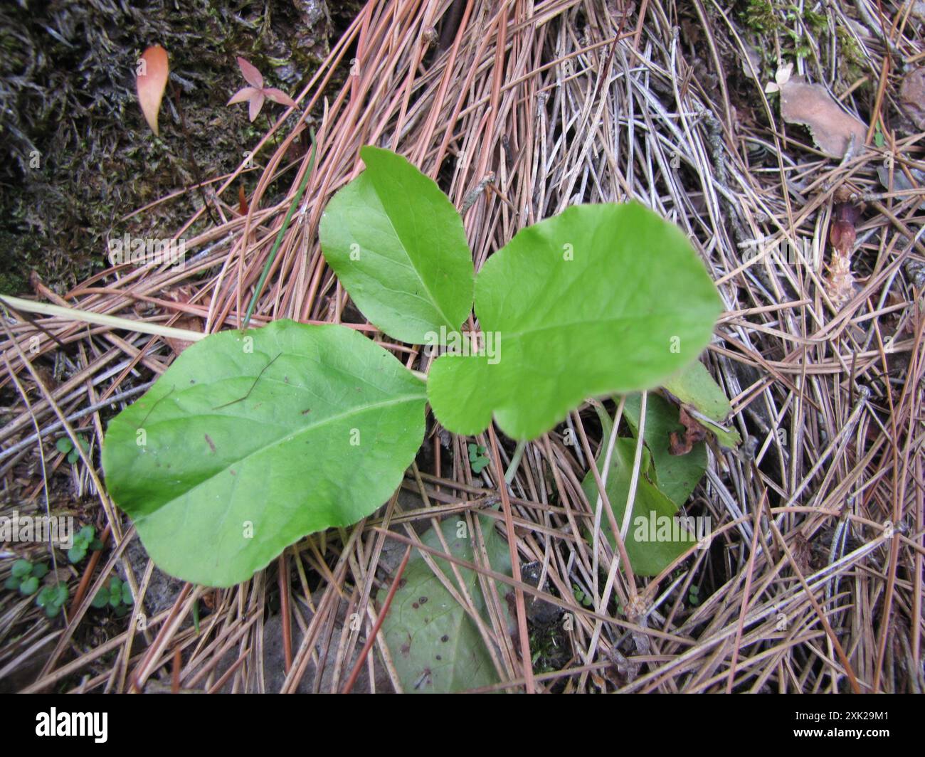 shinleaf (Pyrola elliptica) Plantae Stock Photo - Alamy