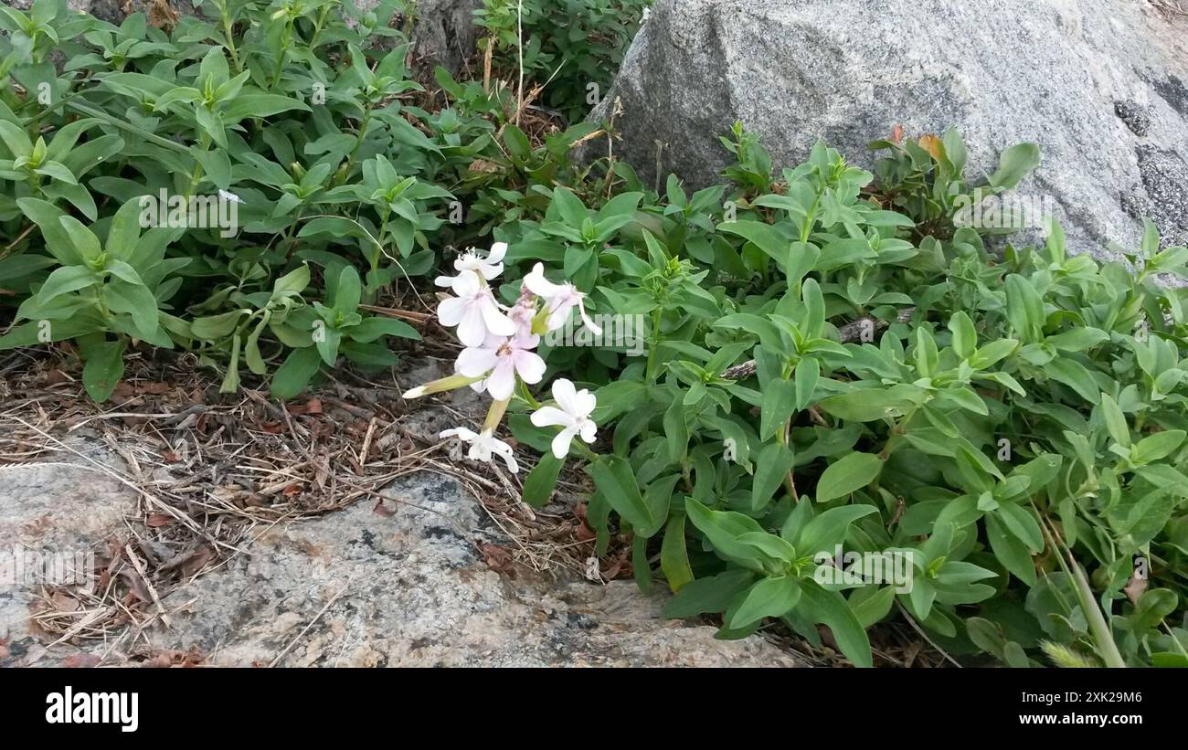 common soapwort (Saponaria officinalis) Plantae Stock Photo - Alamy