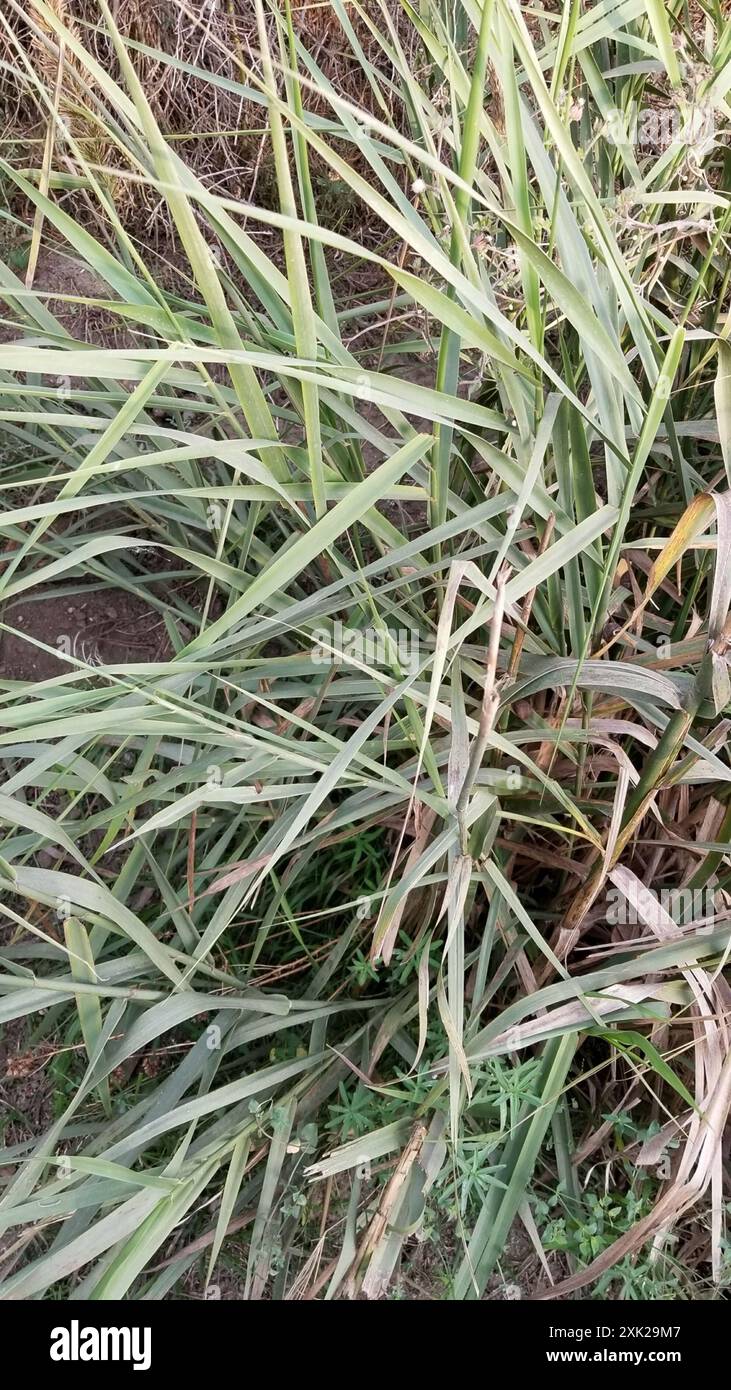 giant wild rye (Leymus condensatus) Plantae Stock Photo - Alamy