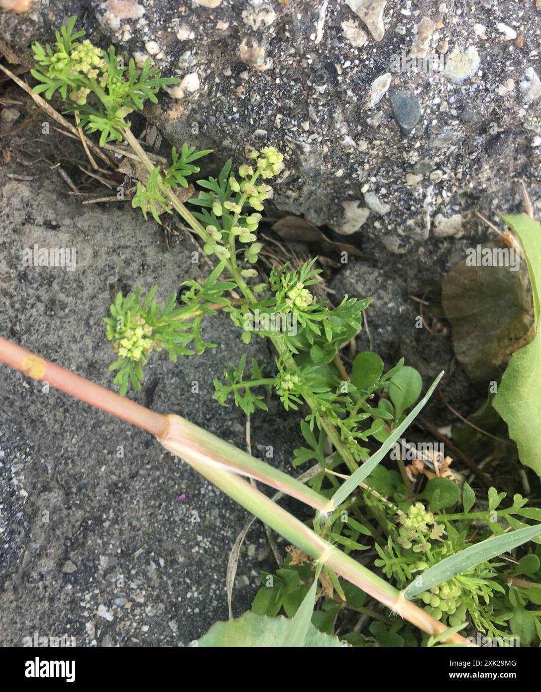 Lesser swine-cress (Lepidium didymum) Plantae Stock Photo - Alamy