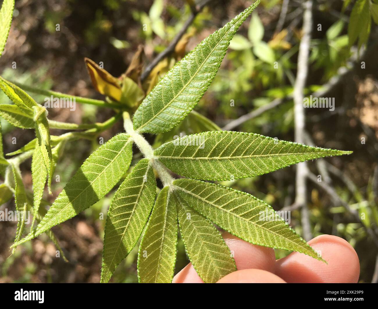 sand hickory (Carya pallida) Plantae Stock Photo - Alamy