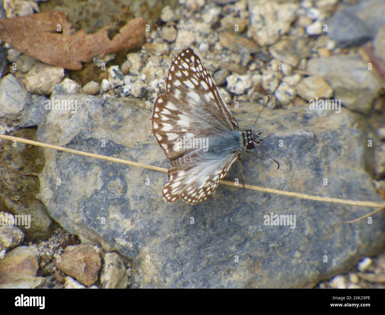 Orcus Checkered-Skipper (Burnsius orcus) Insecta Stock Photo - Alamy