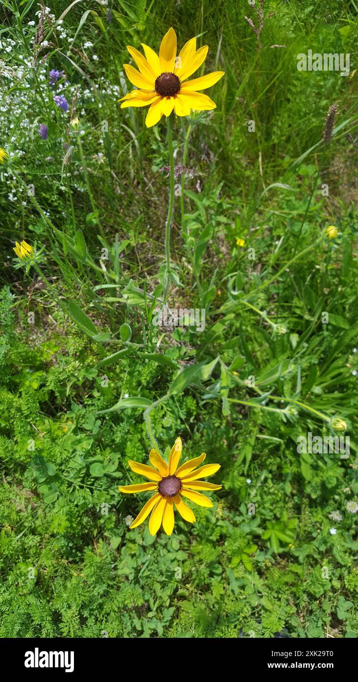 eastern black-eyed susan (Rudbeckia hirta pulcherrima) Plantae Stock ...