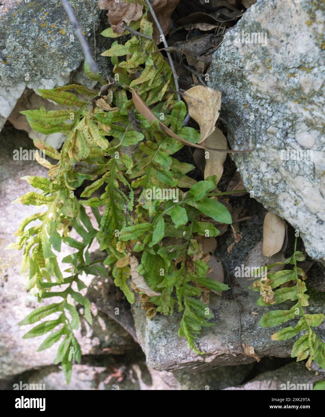 polypody ferns (Polypodium) Plantae Stock Photo - Alamy