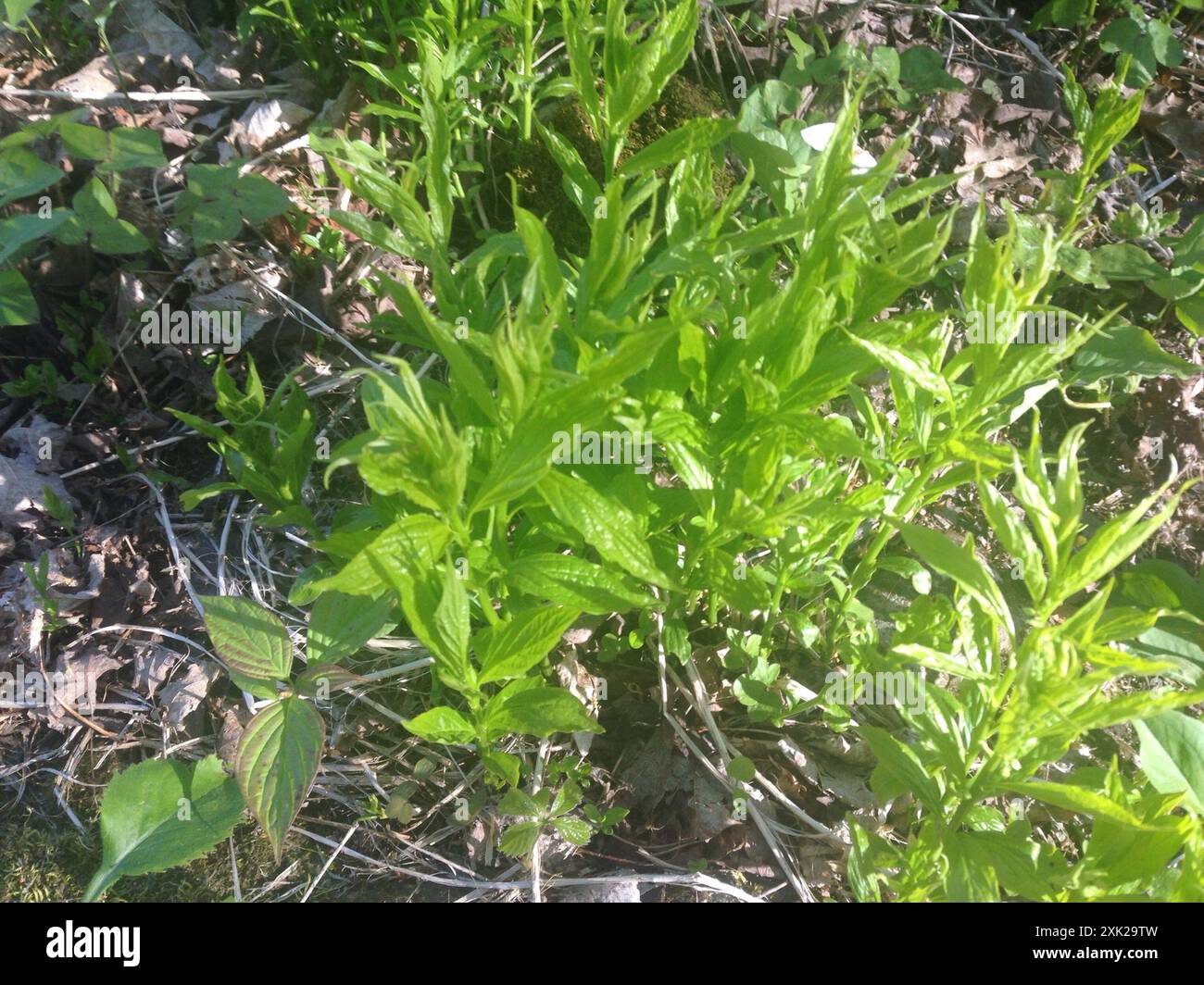 eastern green violet (Hybanthus concolor) Plantae Stock Photo - Alamy