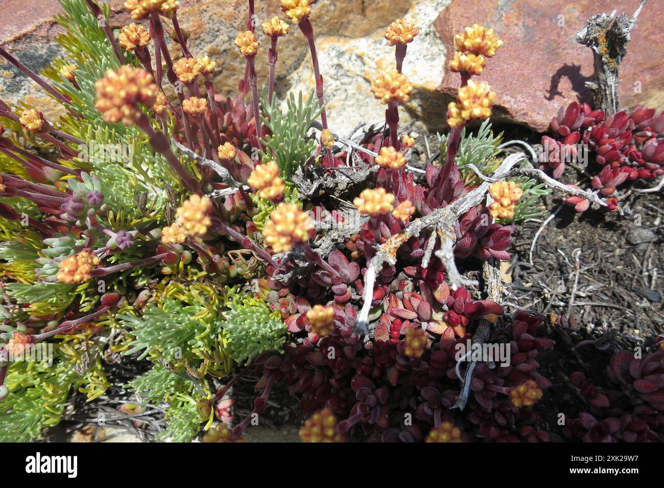 Stonecrops (Crassula) Plantae Stock Photo - Alamy